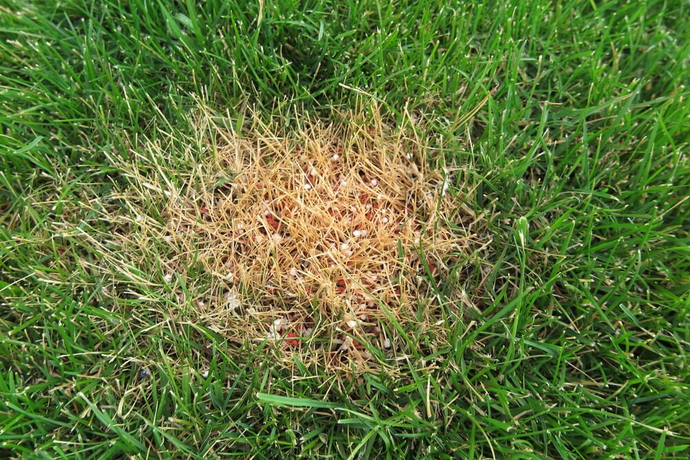 A Fight to Lawn Diseases: How to Do Proper Lawn Maintenance | Big Easy ...